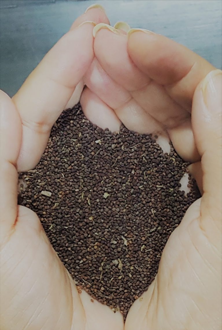 Buy Jakhia Seeds Online, Certified Organic - Mountain Top Seed Bank