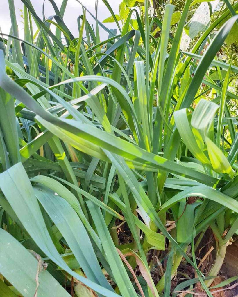 Leek Seeds Online in India | Mountain Top Seed Bank