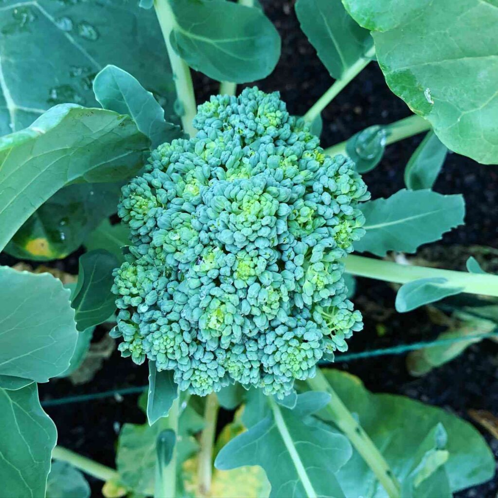 Buy Waltham 29 Broccoli Seeds - Mountain Top Seed Bank