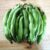 Desi Fava Beans (Bakla) - Mountain Top Seed Bank