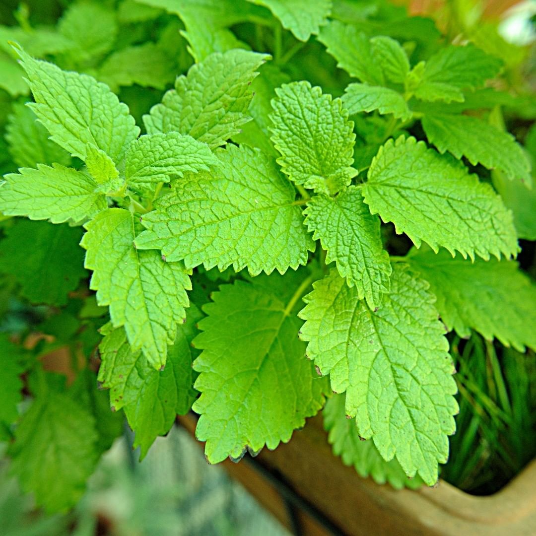 Lemon Balm Seeds Mountain Top Seed Bank Lemon Balm Seeds Mountain Top Seed Bank