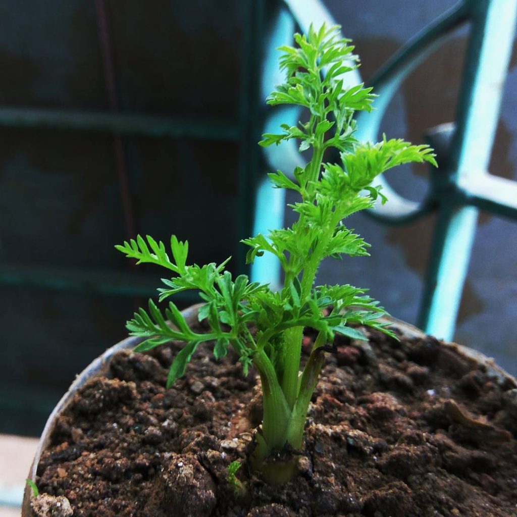 Atomic Red Carrot - Mountain Top Seed Bank