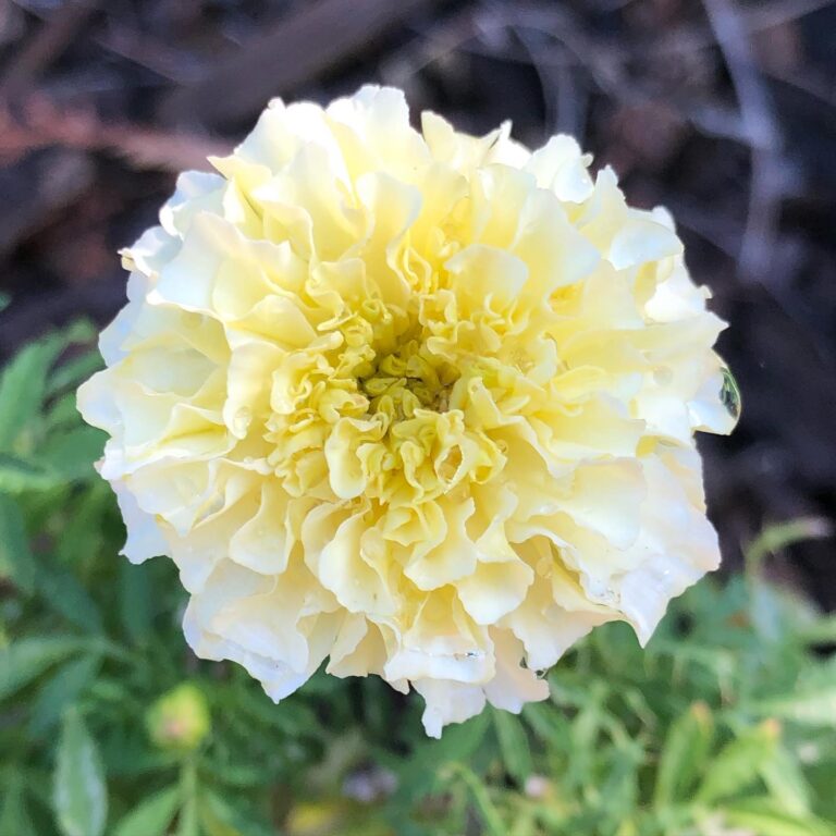 Buy Kilimanjaro White Marigold - Mountain Top Seed Bank