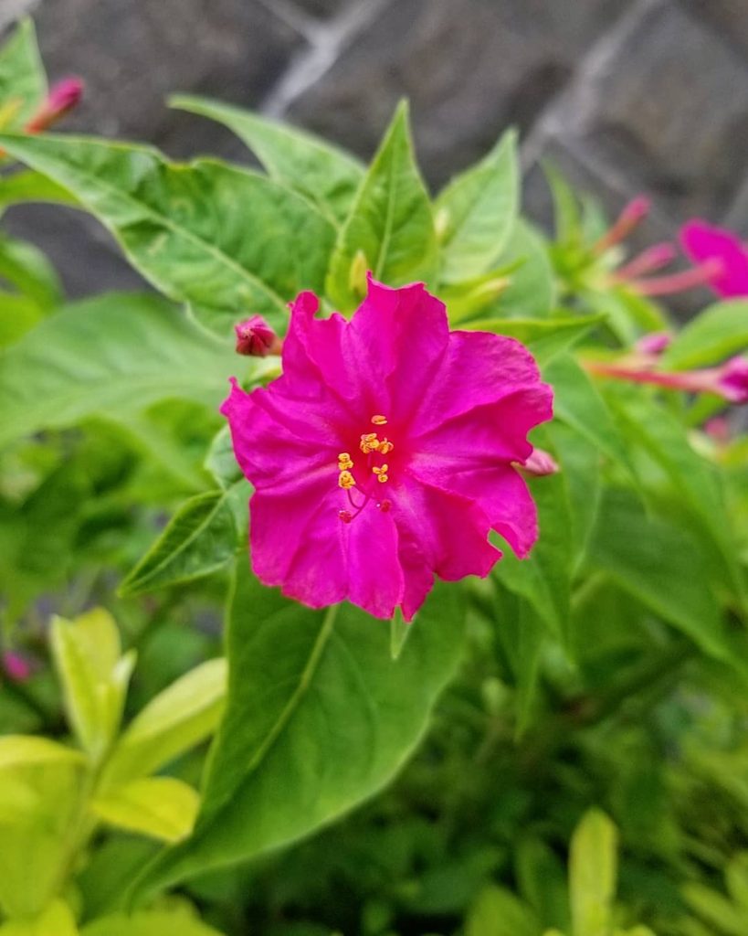 Pink Marvel of Peru Seeds - Mountain Top Seed Bank