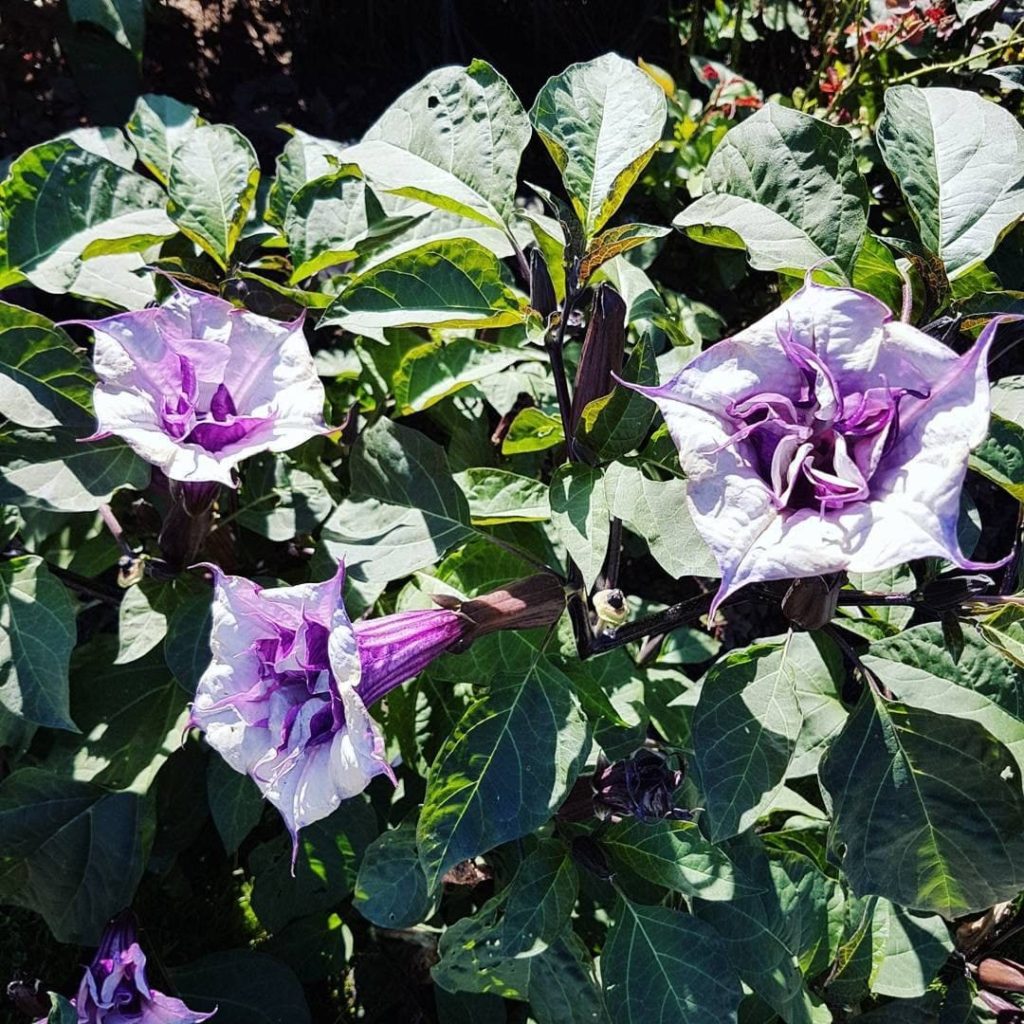 Monsoon Blooms: 10 Rainy Season Flowers in India - Mountain Top Seed Bank