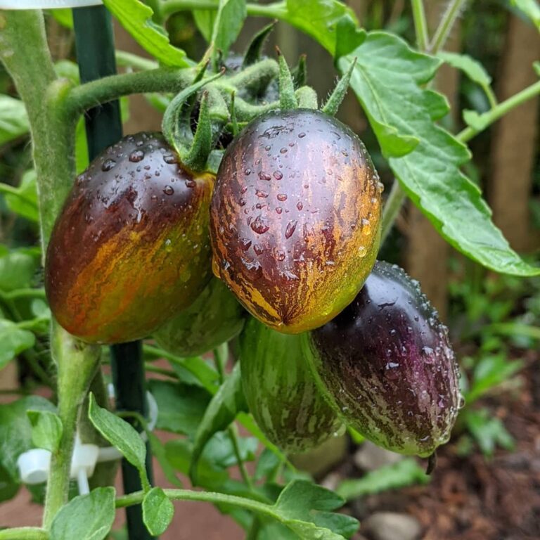 Brad's Atomic Grape Tomato Seeds - Mountain Top Seed Bank