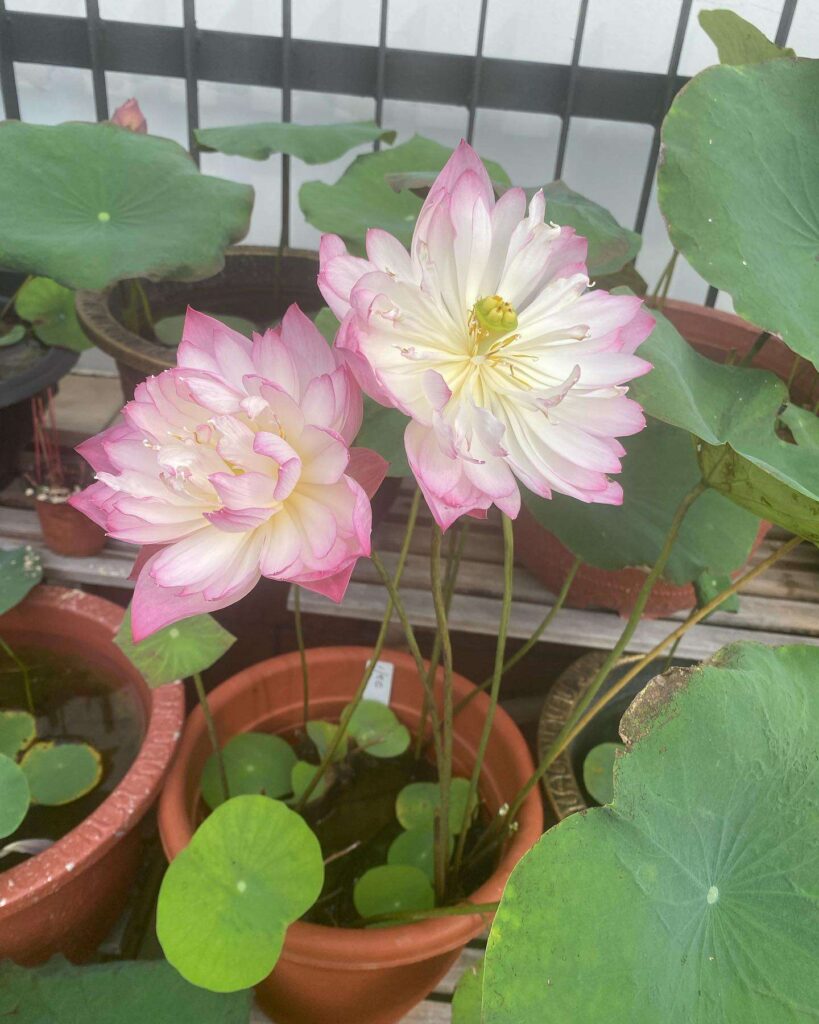 Nelumbo Nucifera(Sacred Lotus) - Mountain Top Seed Bank