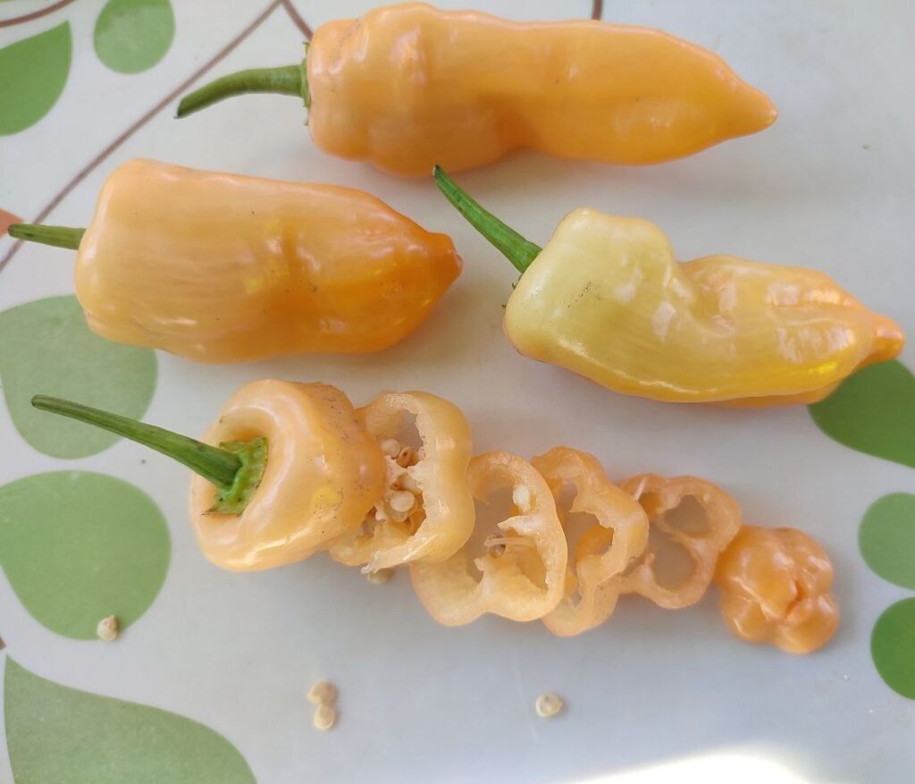 Sugar Rush Peach Pepper Seeds - Mountain Top Seed Bank