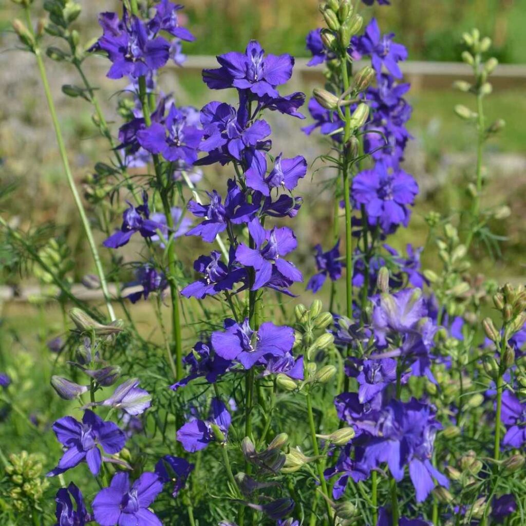 Larkspur Indigo-Blue - Mountain Top Seed Bank