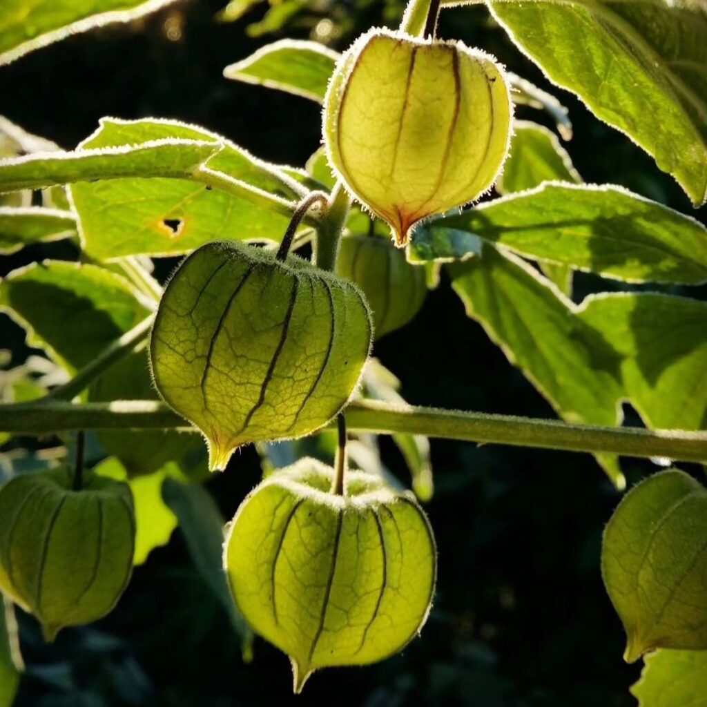 Cape Gooseberry (Rasbhari) - Mountain Top Seed Bank