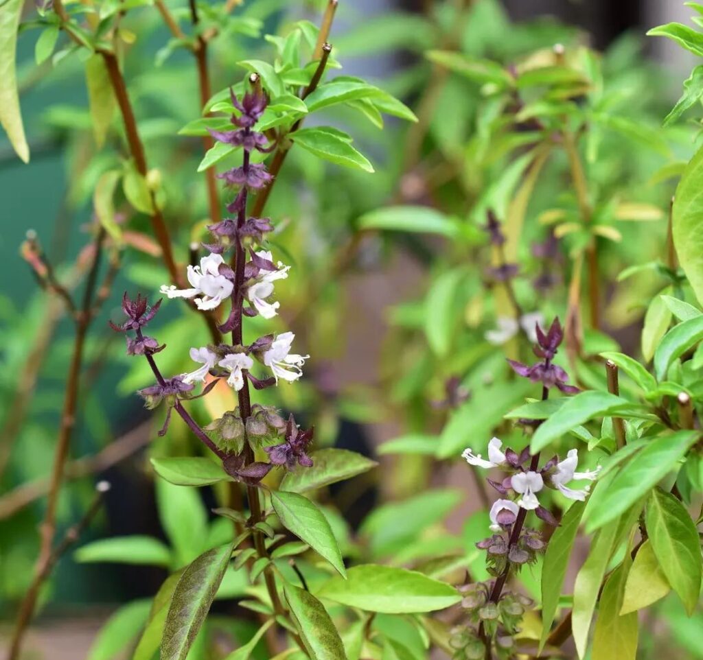 Thai Basil - Mountain Top Seed Bank