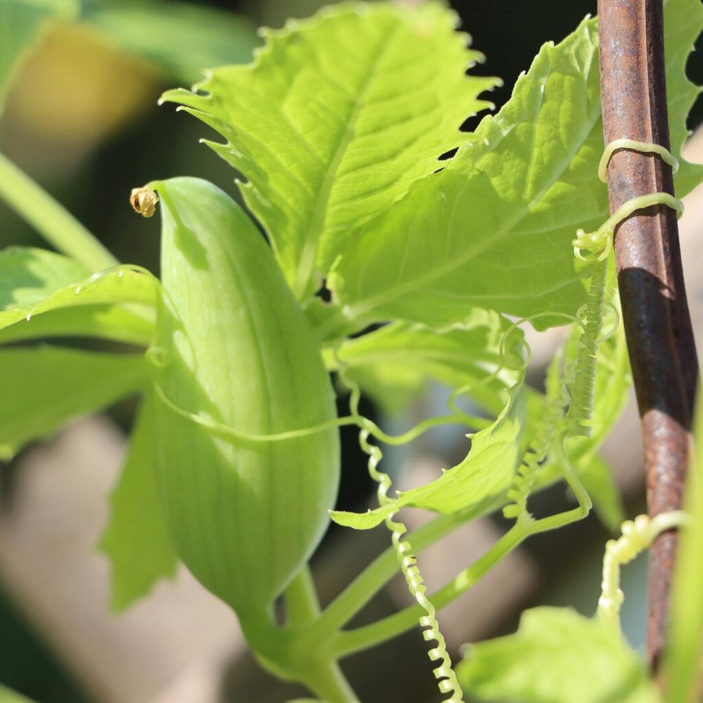 Cyclanthera pedata - Meetha Karela - Mountain Top Seed Bank