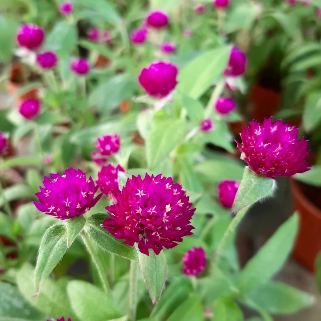 Gomphrena 'Buddy Purple' Seeds - Mountain Top Seed Bank