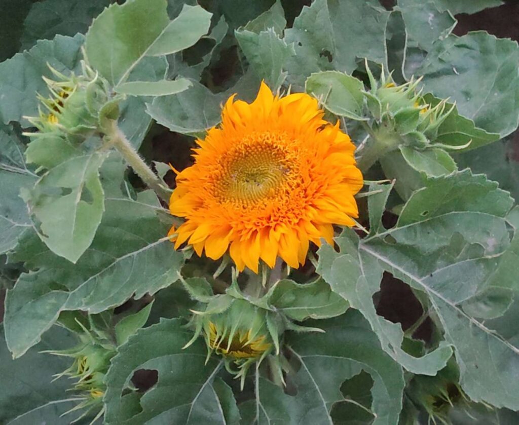 Sunflower Dwarf Incredible - Mountain Top Seed Bank