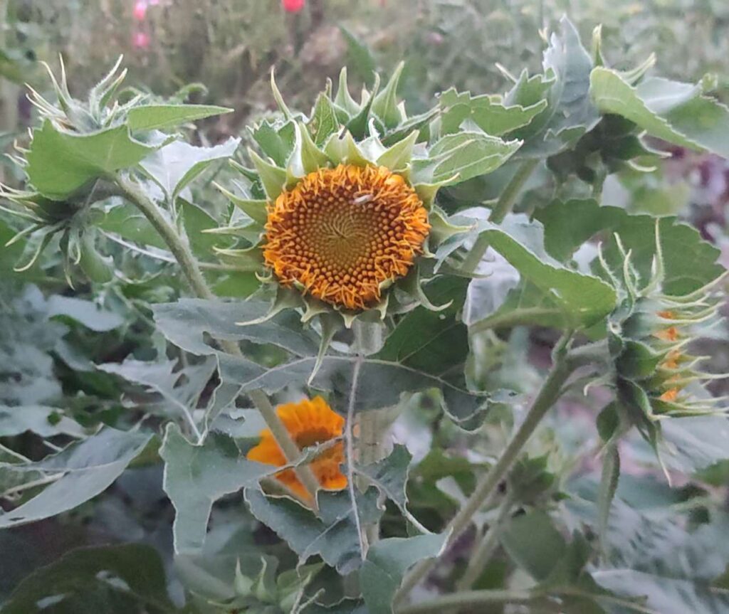 Sunflower Dwarf Incredible - Mountain Top Seed Bank