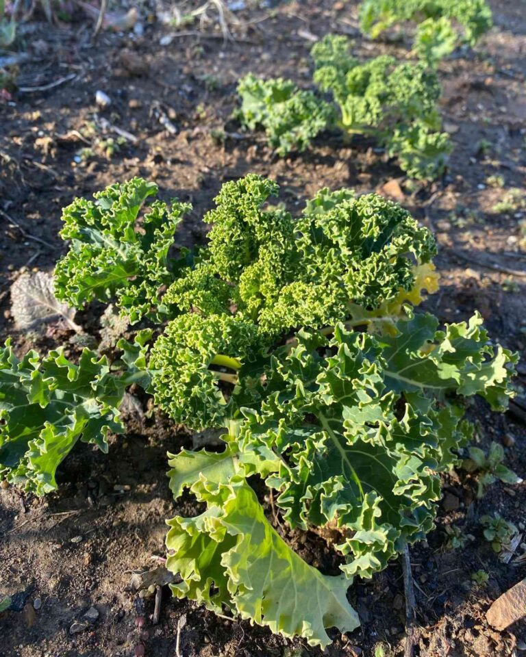 Kale Blue Curled Scotch - Mountain Top Seed Bank
