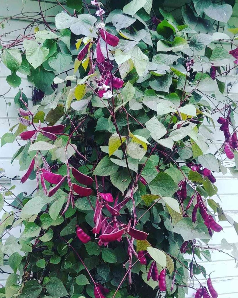 Purple Hyacinth Bean - Mountain Top Seed Bank