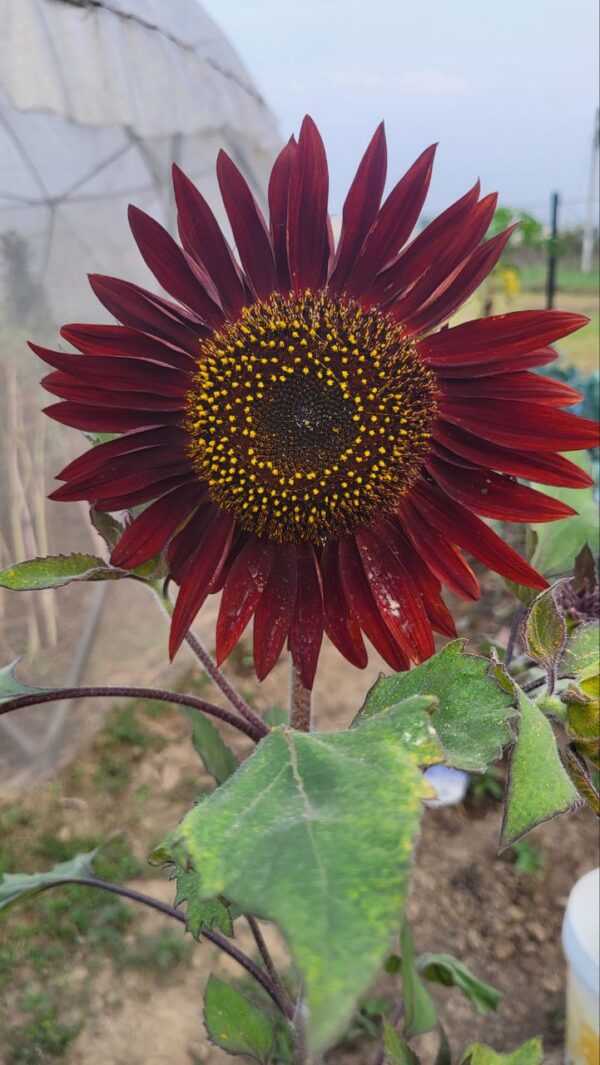 Chocolate Cherry Sunflower - Mountain Top Seed Bank