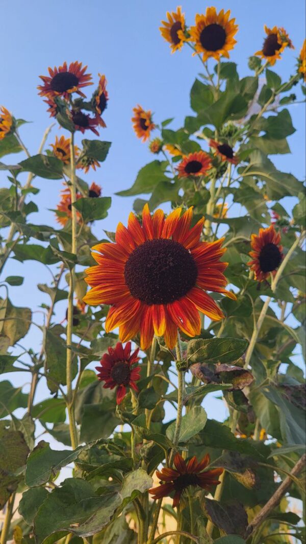 Sunset Fire Mix Sunflower - Mountain Top Seed Bank