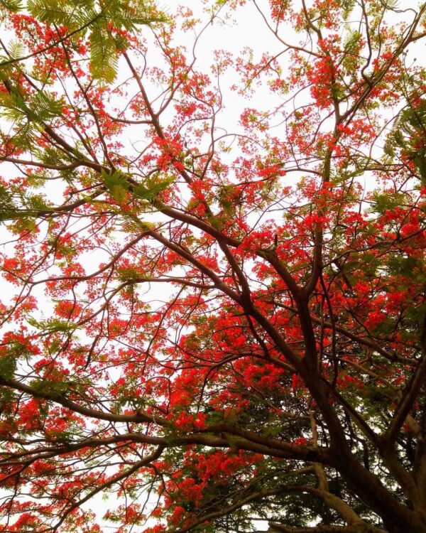 Gulmohar (Delonix regia) Tree Seeds - Mountain Top Seed Bank