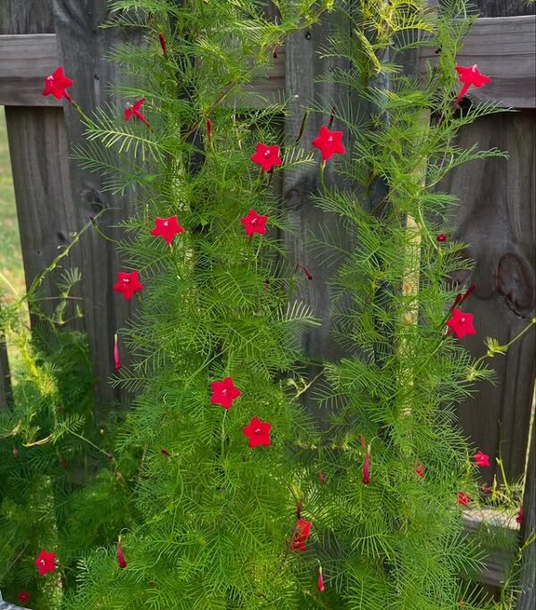 Cyprus Vine - Red Bloom - Mountain Top Seed Bank
