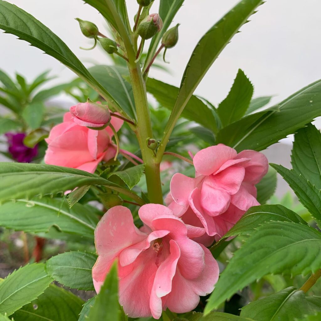 Cherry Blossom Balsam - Mountain Top Seed Bank